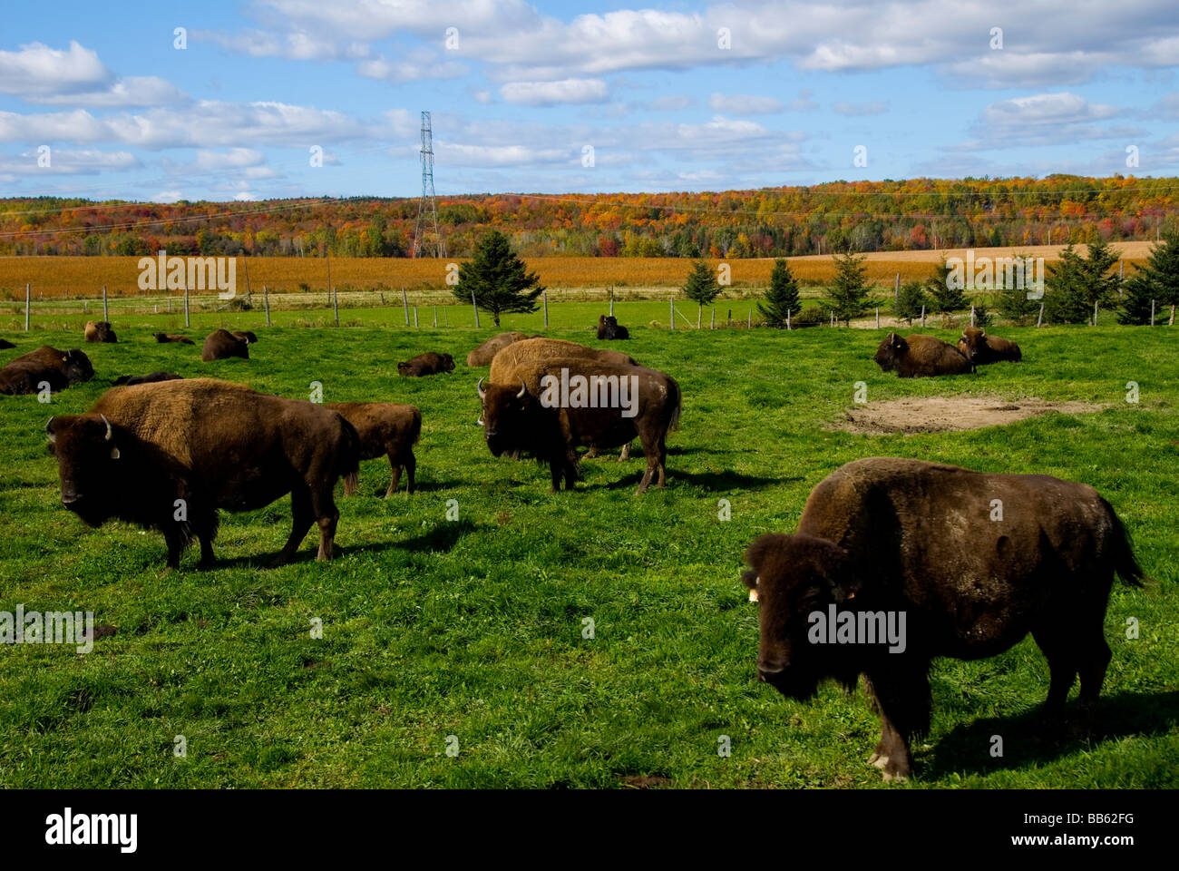 Bisons bull hi-res stock photography and images - Alamy