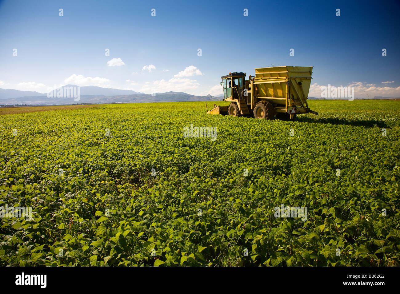 campos sembrados land sow sown field plant bean cultivate cultivation ...