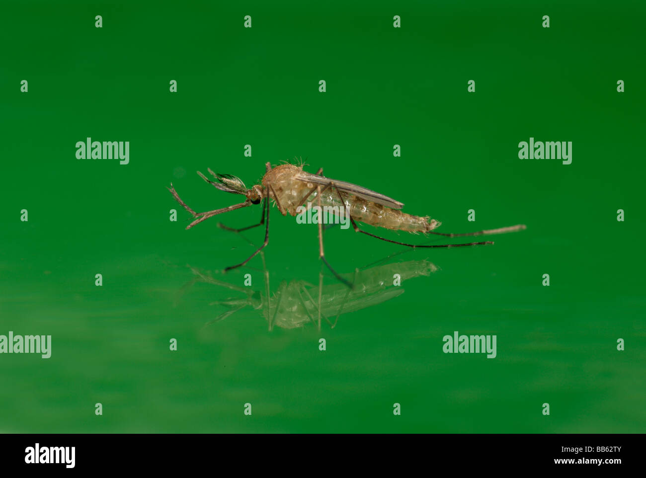 Common gnat Culex pipiens mosquito reflection Stock Photo - Alamy