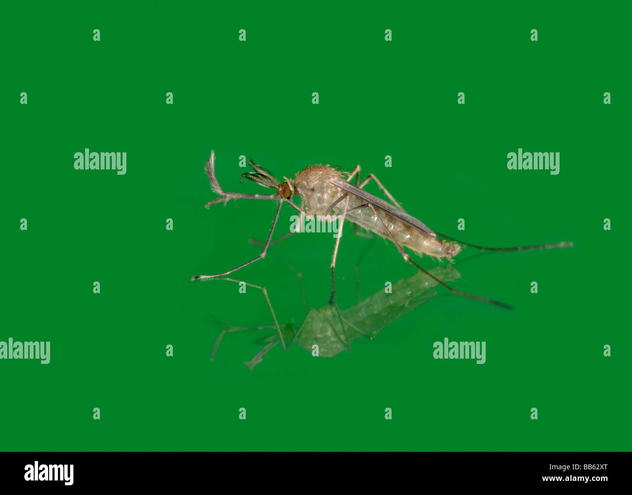 Common gnat Culex pipiens mosquito Stock Photo - Alamy