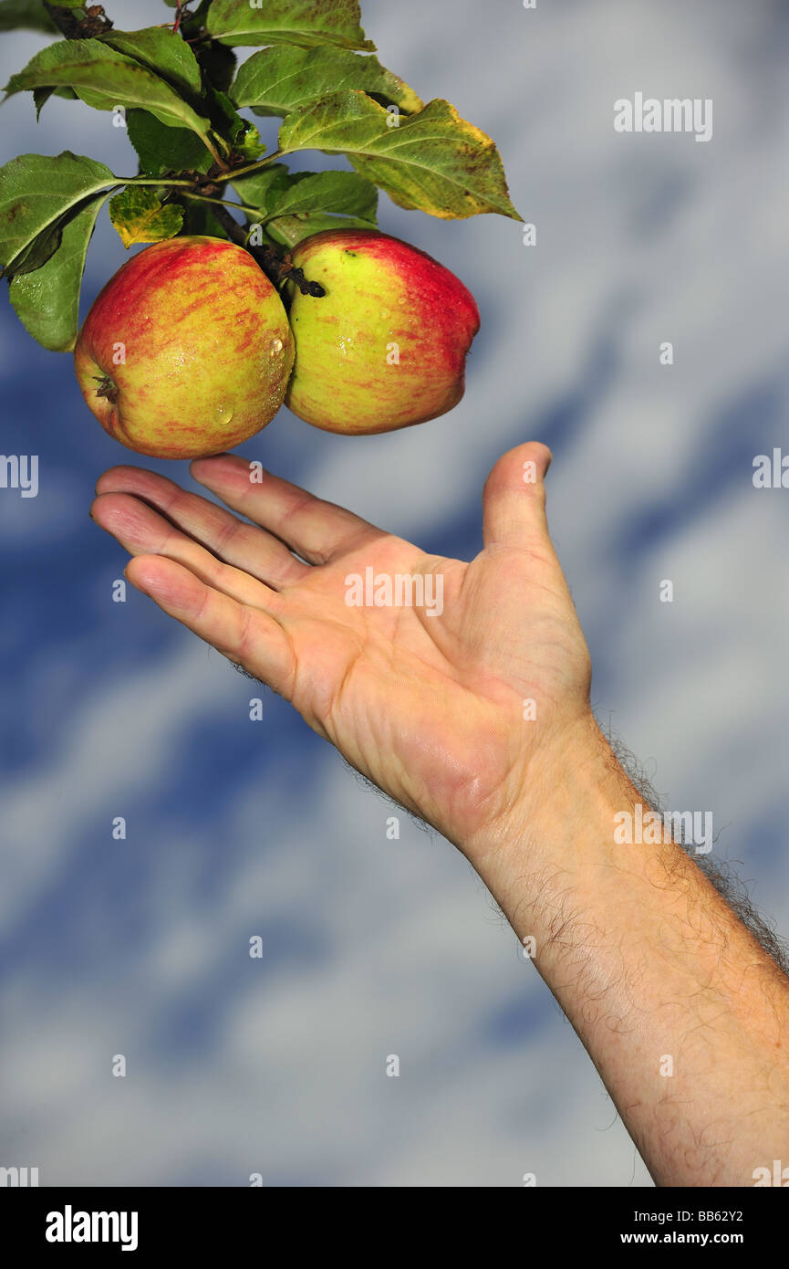 Hand Reaching For Apple