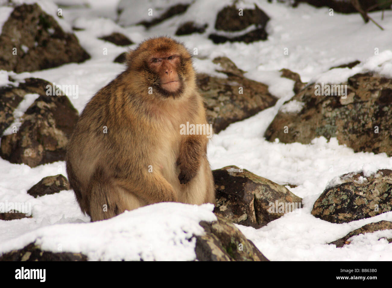 Wild Barbary Ape (singe margot) in the snow in a cedar forest at Azrou ...
