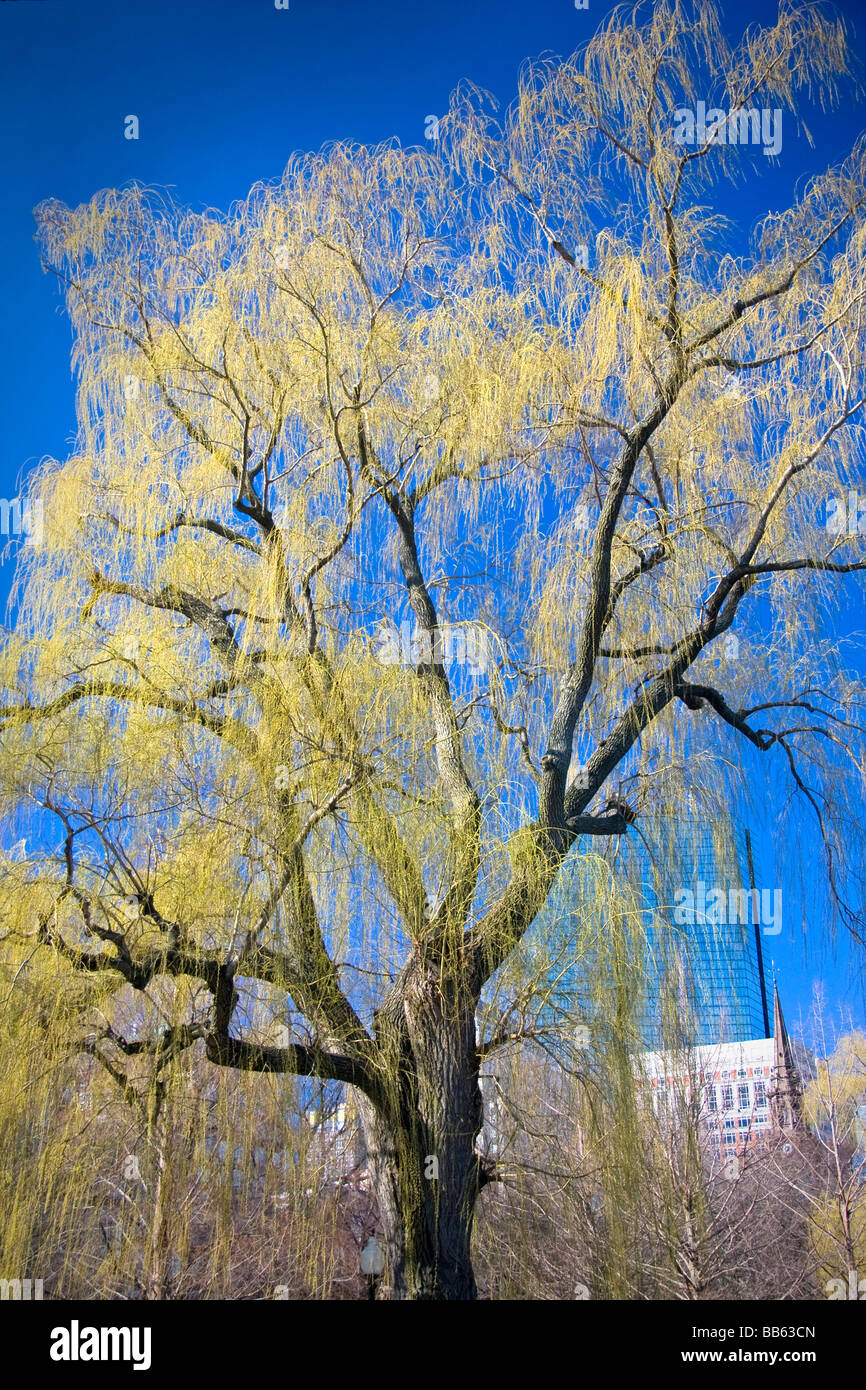 A beautiful weeping willow tree against blue sky Stock Photo - Alamy