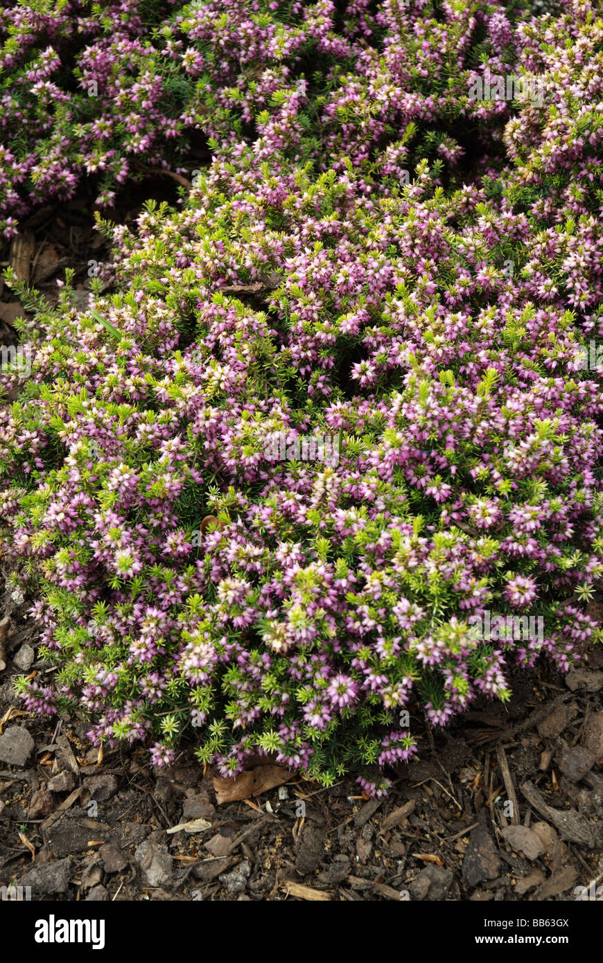 Erica x darleyensis Mediterranean Heather Stock Photo - Alamy