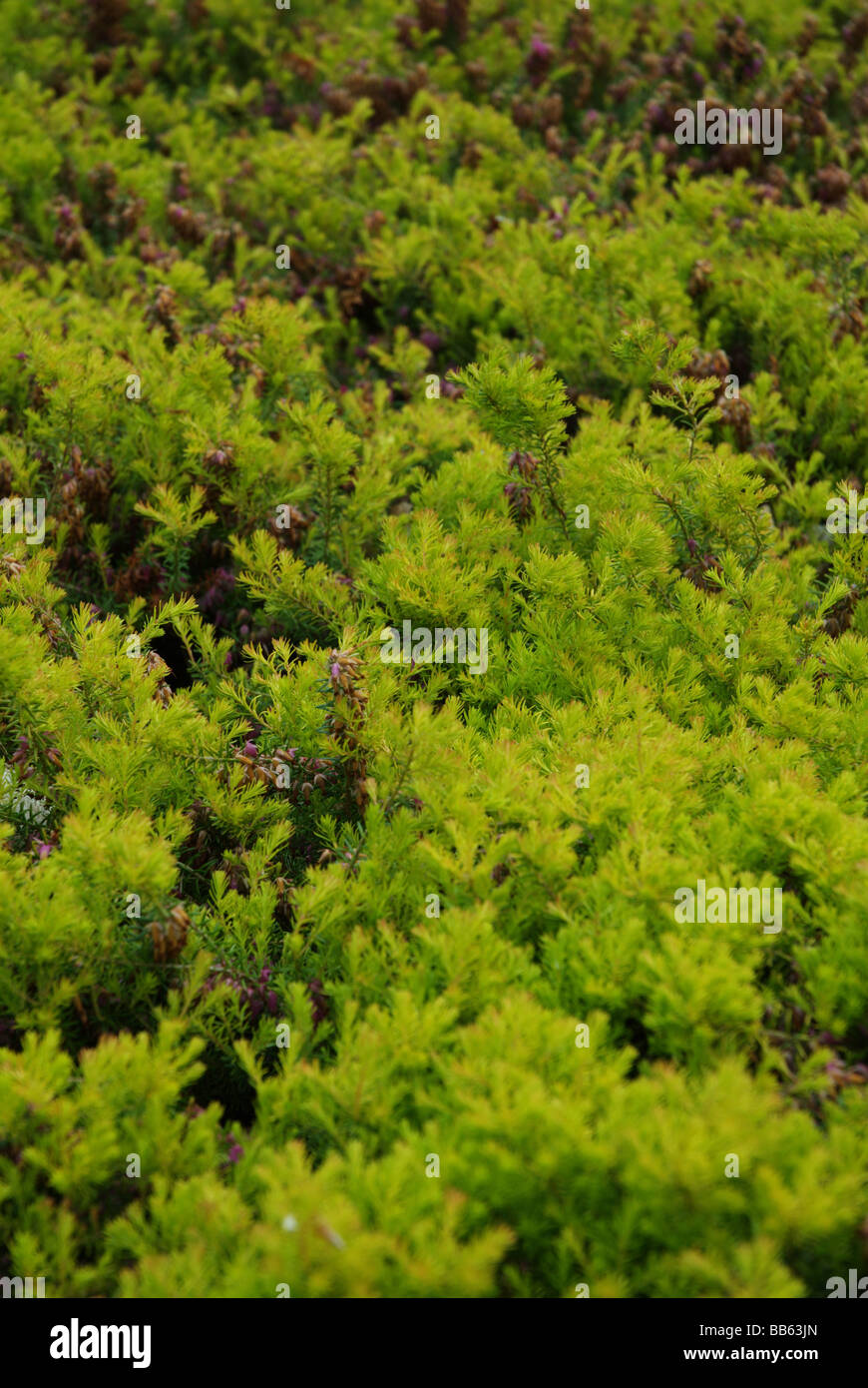 Erica carnea foxhollow is a prostrate heather evergreen shrub with ...
