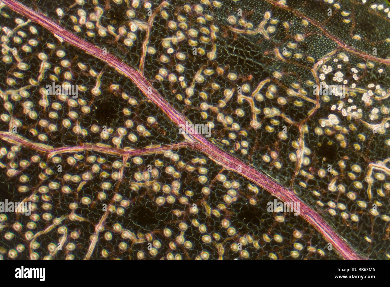 Stoma microscope hi-res stock photography and images - Alamy