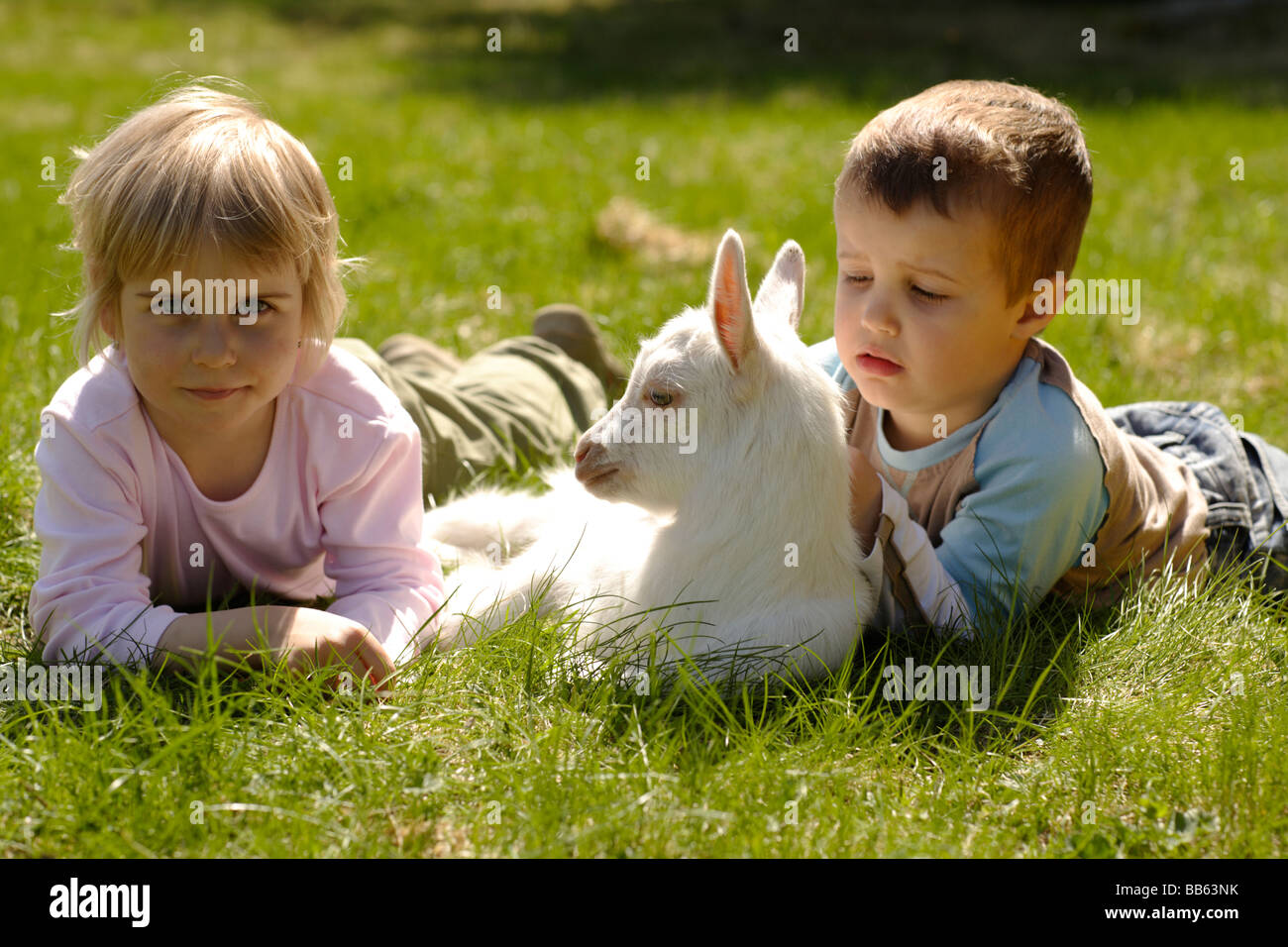 Goat in grass hi-res stock photography and images - Alamy