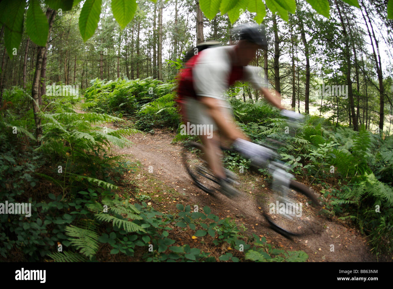 Mountain biking forest trails hi-res stock photography and images - Alamy