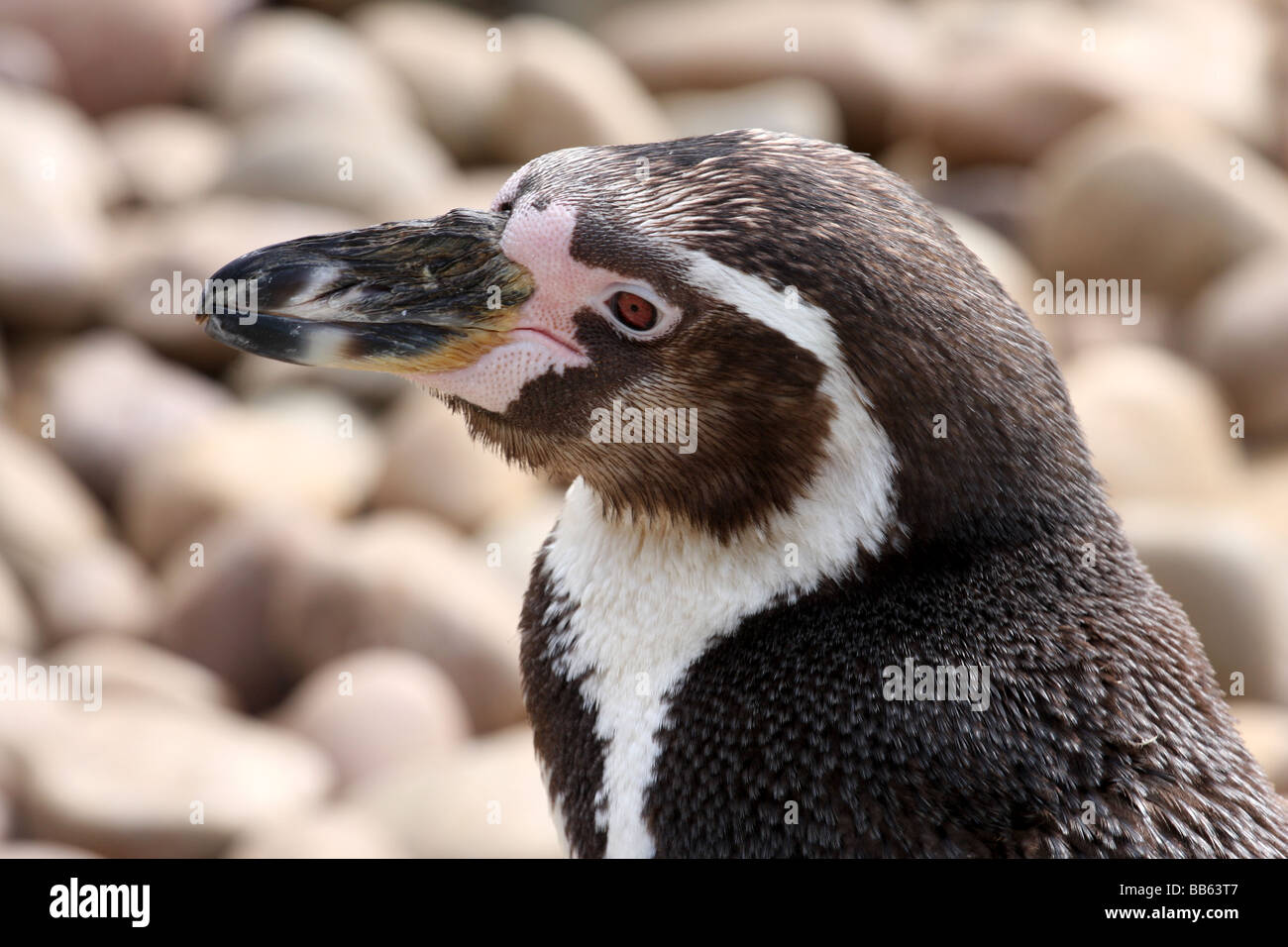 Penguin beak hi-res stock photography and images - Alamy