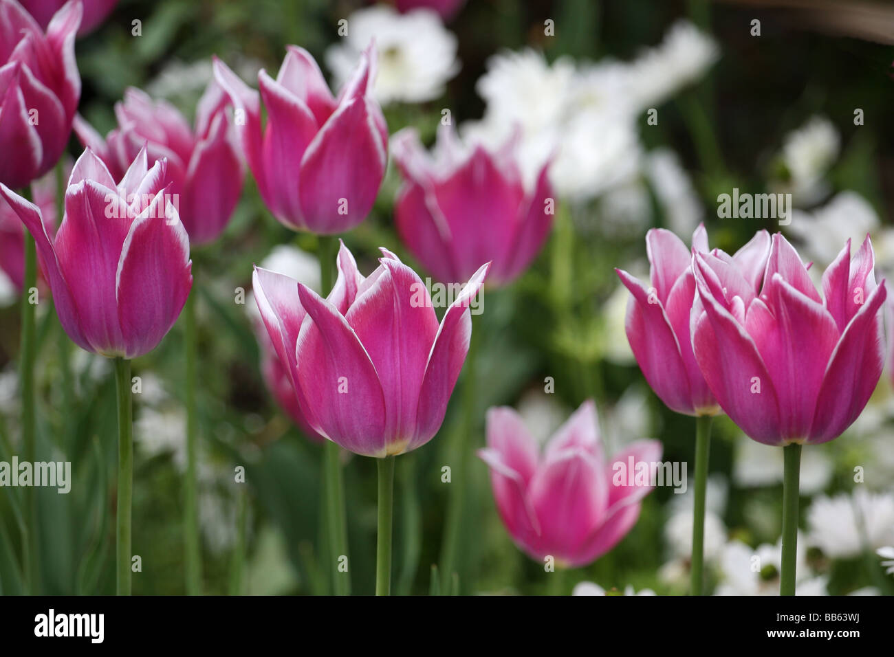Garden display of tulips hi-res stock photography and images - Alamy