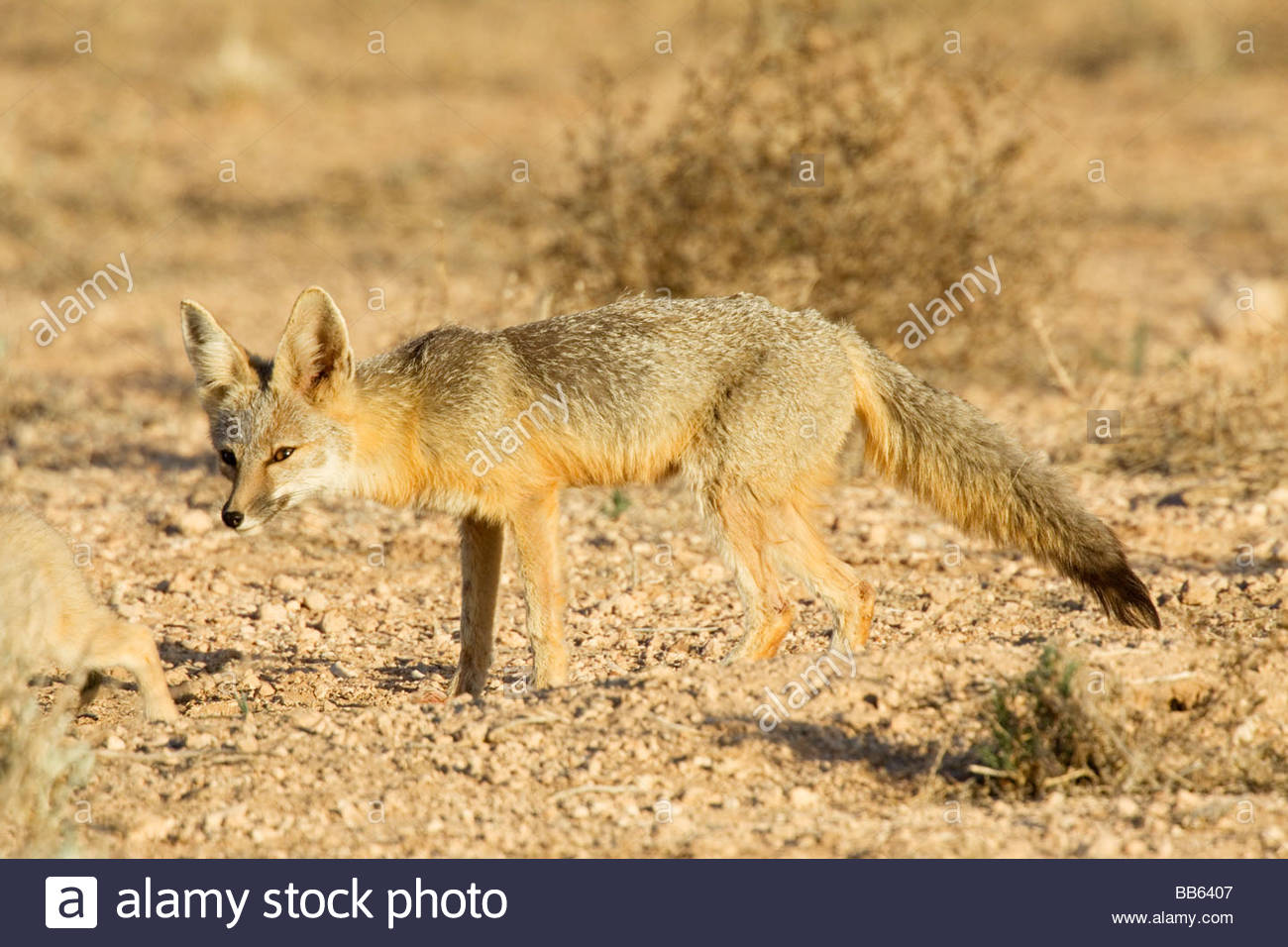 Vulpes Macrotis High Resolution Stock Photography and Images - Alamy