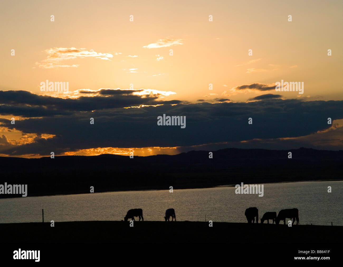 British farm animals sunset hi-res stock photography and images - Alamy