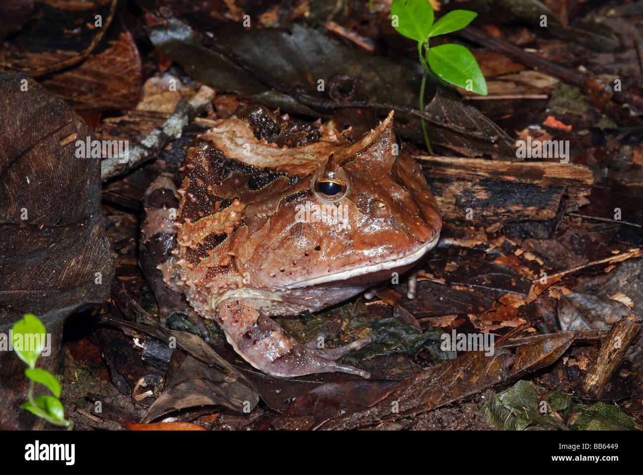 Amazon Horned Frog High Resolution Stock Photography and Images - Alamy