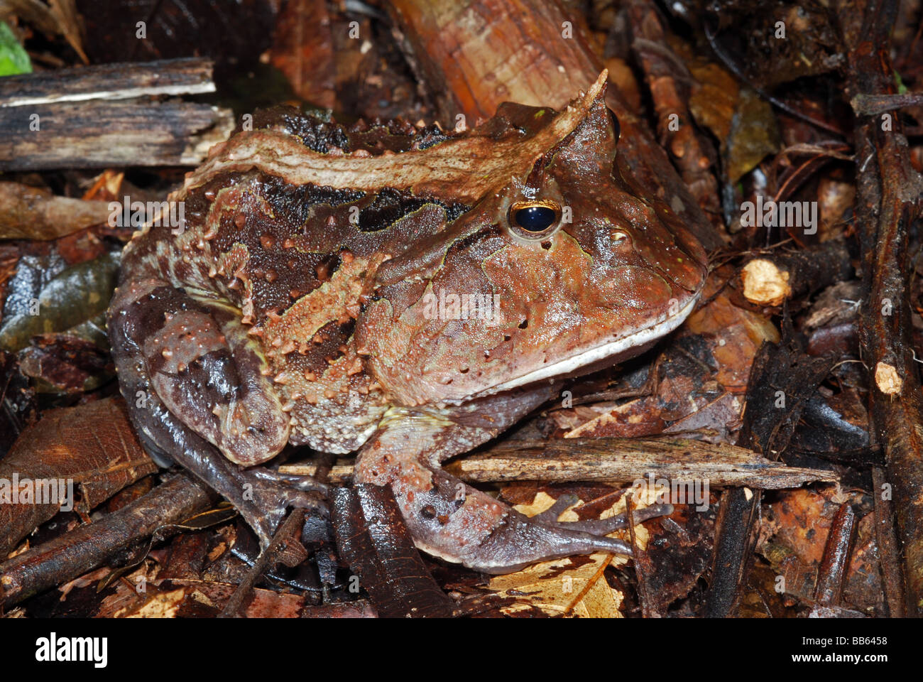 Ceratophrys cornuta hi-res stock photography and images - Alamy