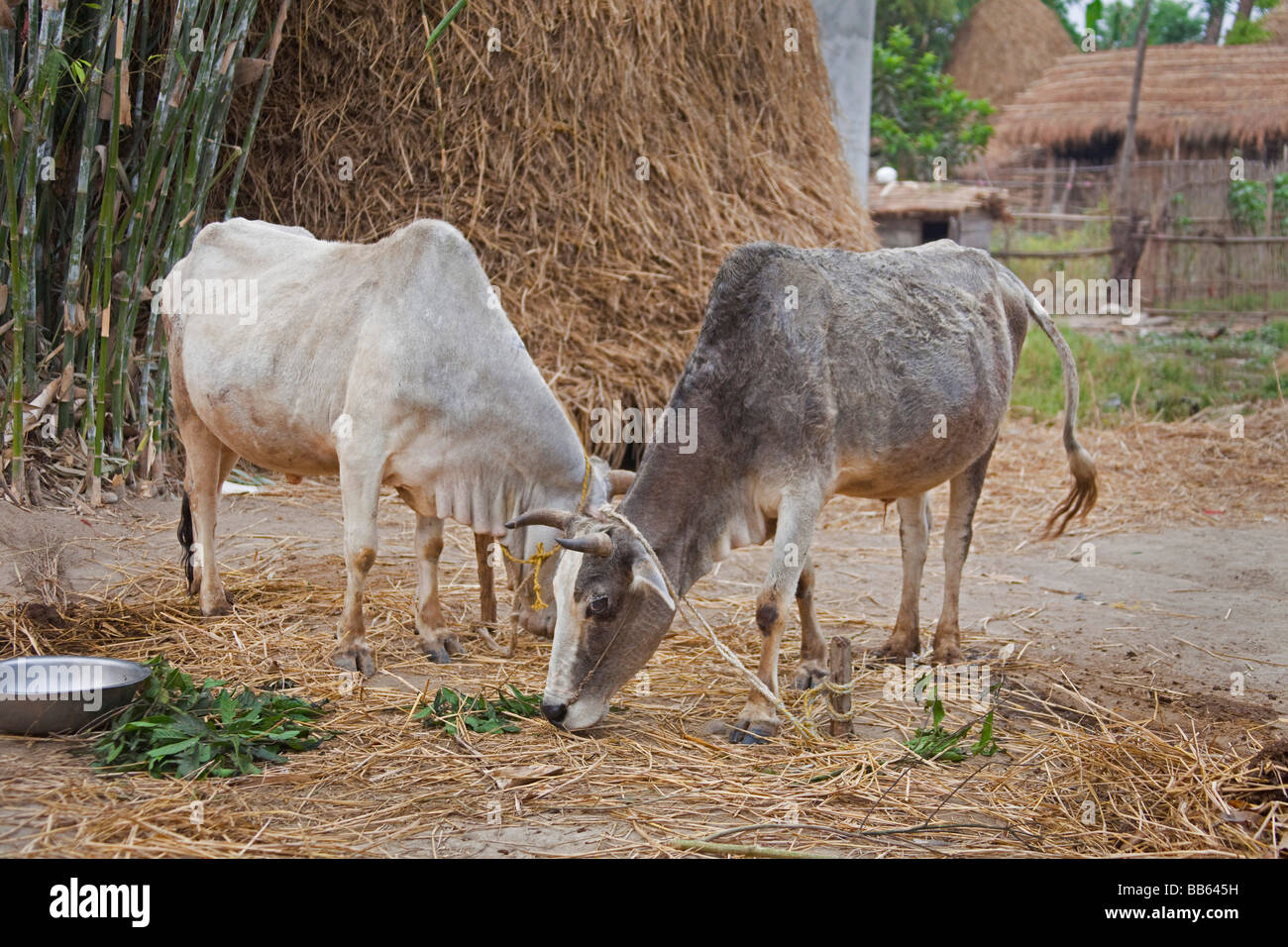 Nepalese cow. Nepal Asia. Horizontal landscape.93395 Nepal-Chitwan ...