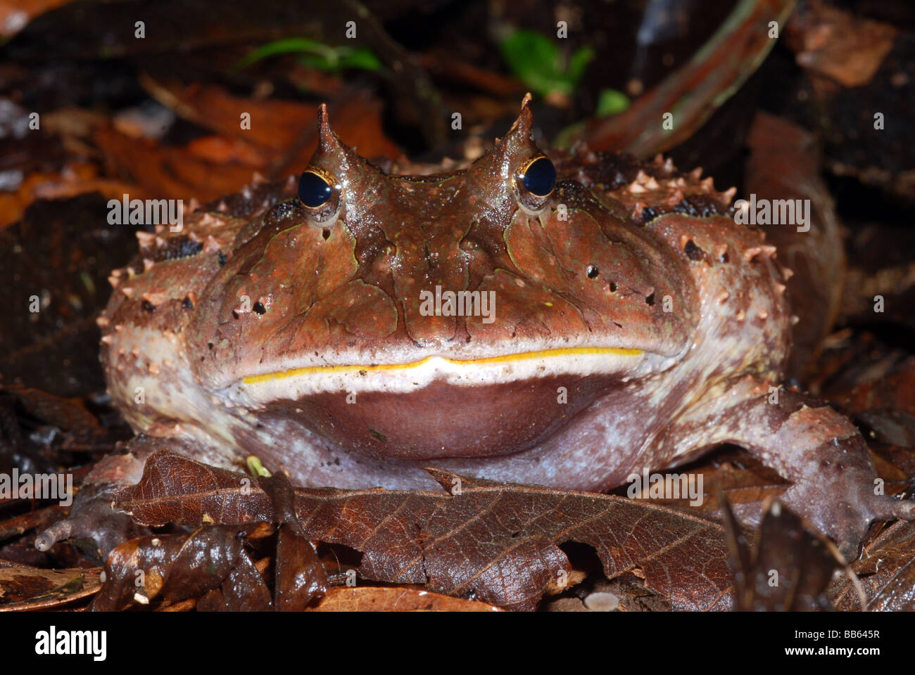 Ceratophrys cornuta hi-res stock photography and images - Alamy