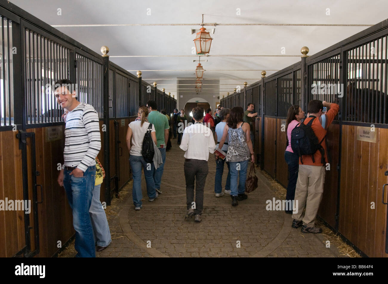 Breeding stallions hi-res stock photography and images - Alamy