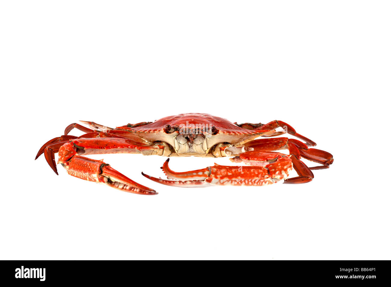 Nature part Cut Out Stock Images & Pictures - Alamy