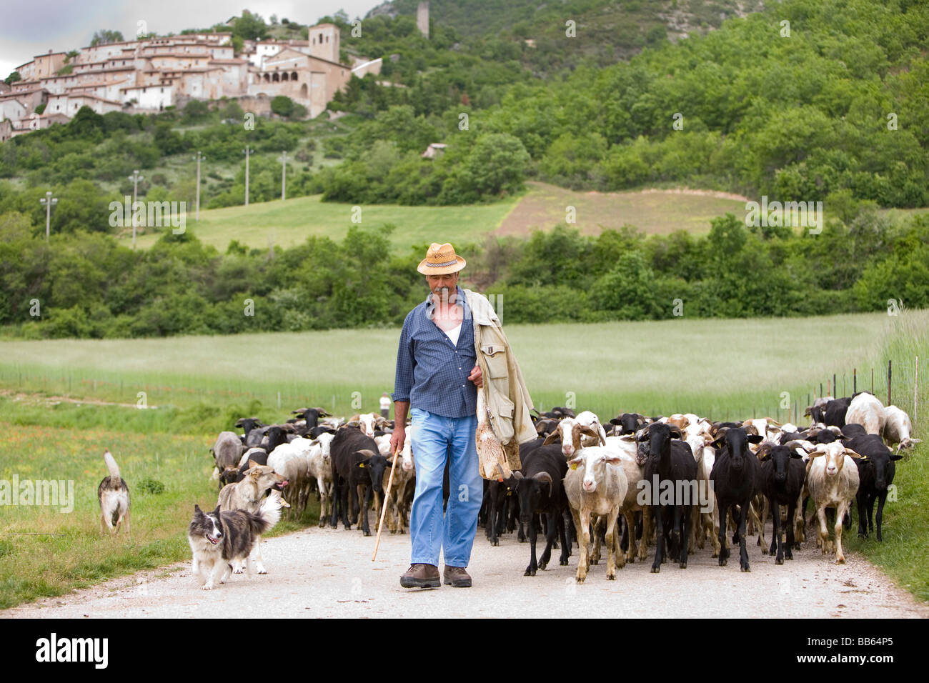 Shepherd leading his flock down from grazing for milking past the traditional Umbrian town of ...