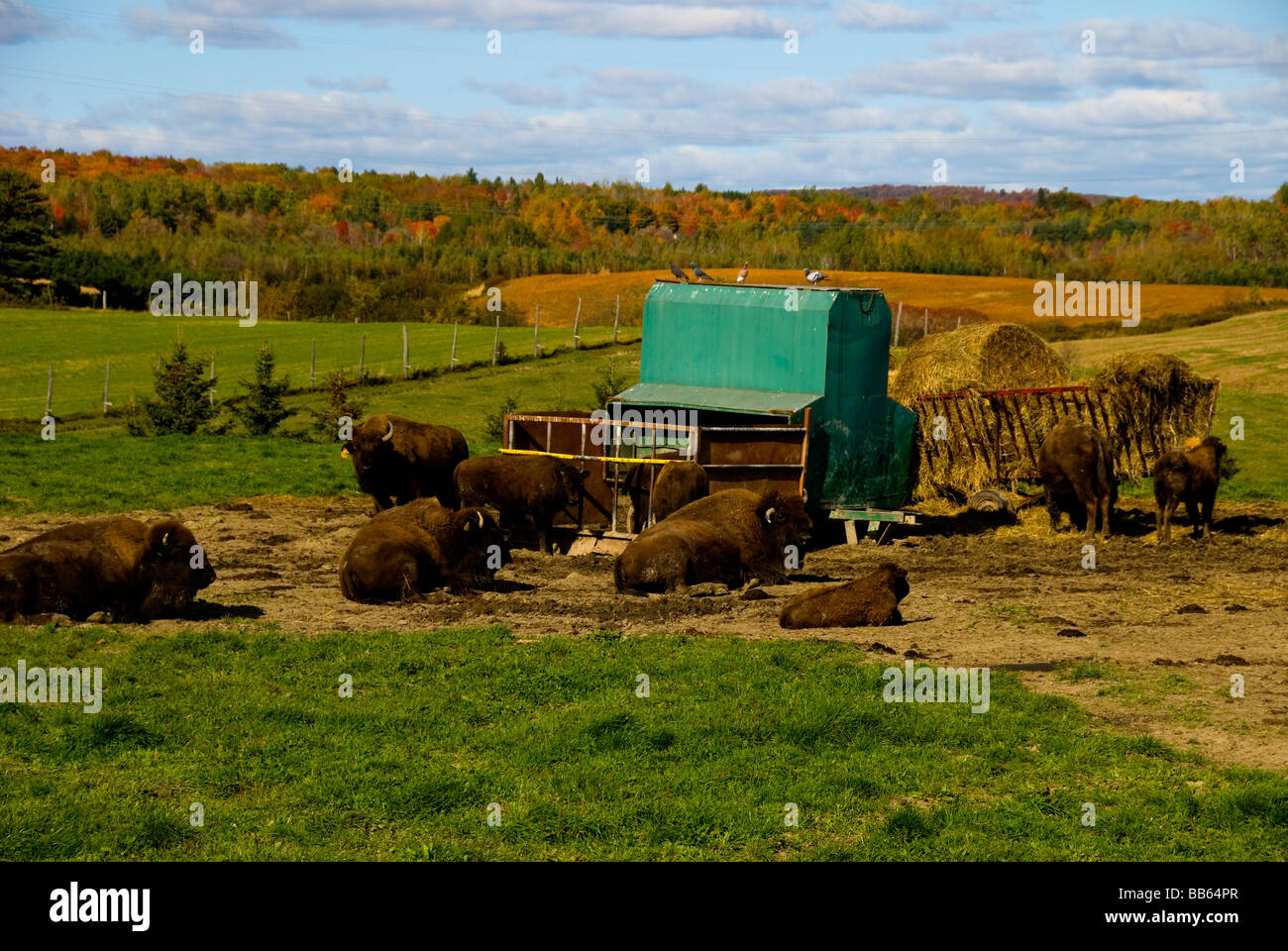 Bisons bull hi-res stock photography and images - Alamy