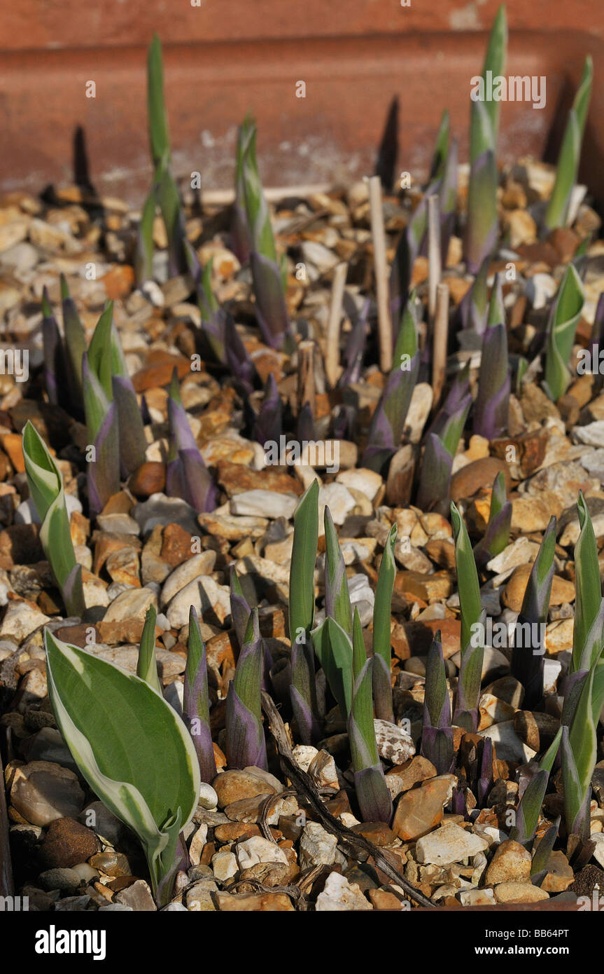 Hosta bed hi-res stock photography and images - Alamy