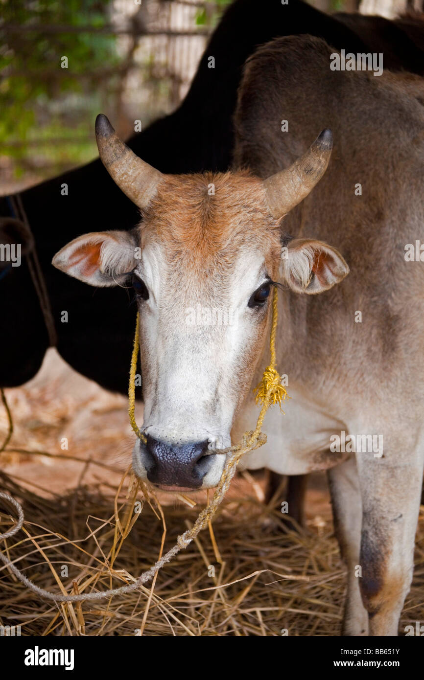 Cow nepal hi-res stock photography and images - Alamy