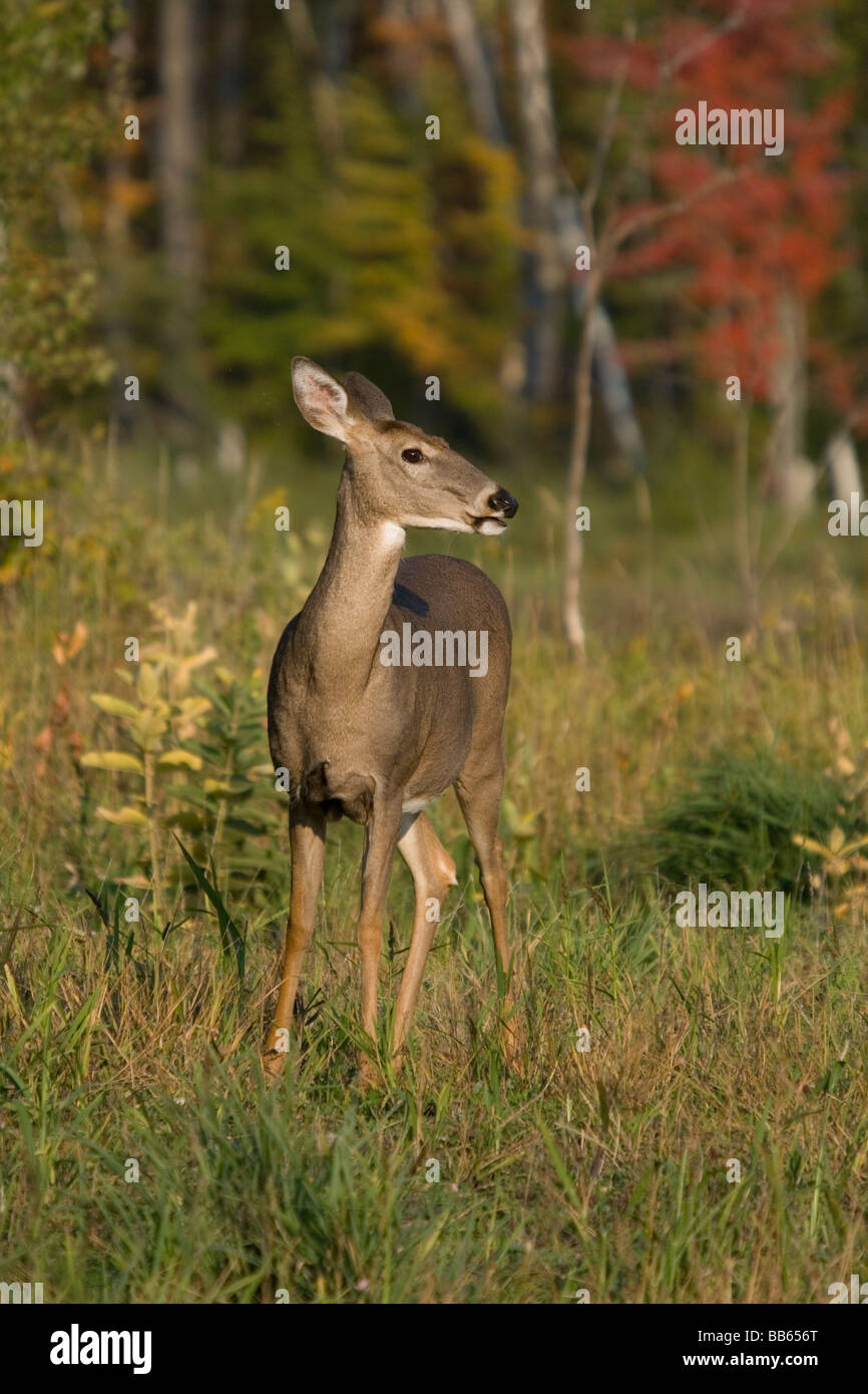 White-tailed doe in fall Stock Photo - Alamy