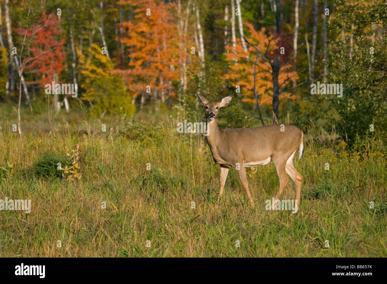 White-tailed doe in fall Stock Photo - Alamy