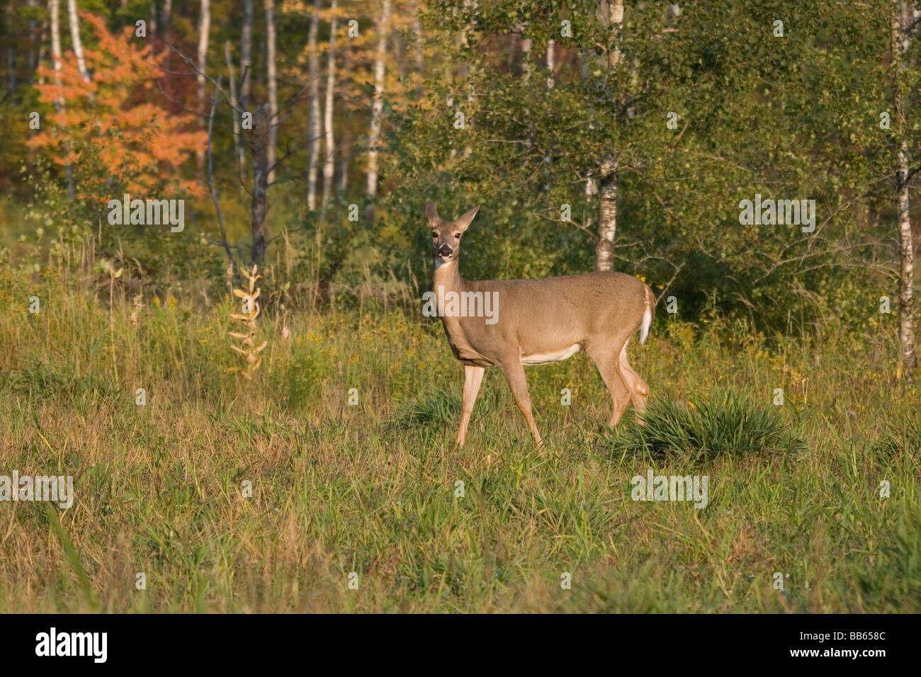 White-tailed doe in fall Stock Photo - Alamy