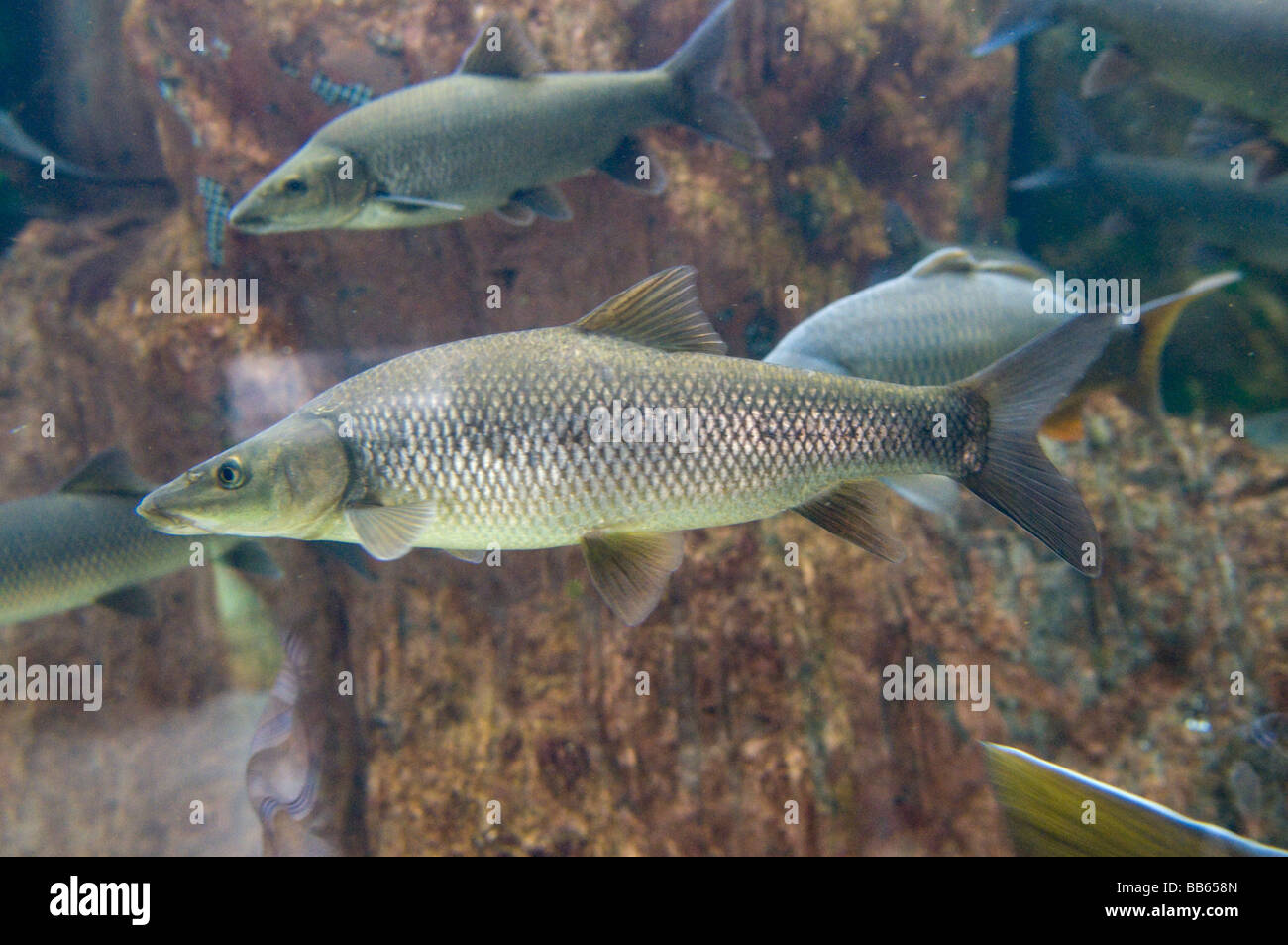 Fish tanks in the Fluviario de Mora, Alentejo, Portugal Stock Photo - Alamy