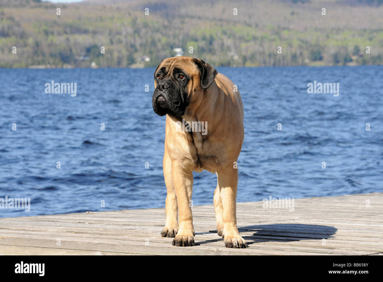 A bullmastiff, mastiff, canine dog standing on the dock with a lake and ...