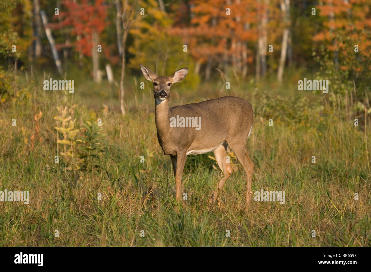 White-tailed doe in fall Stock Photo - Alamy