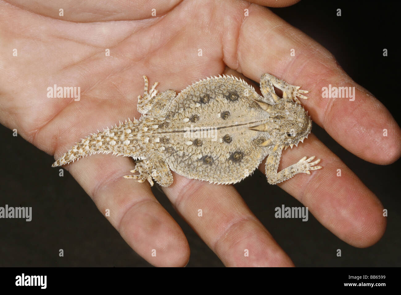 Flat Tailed Horned Lizard