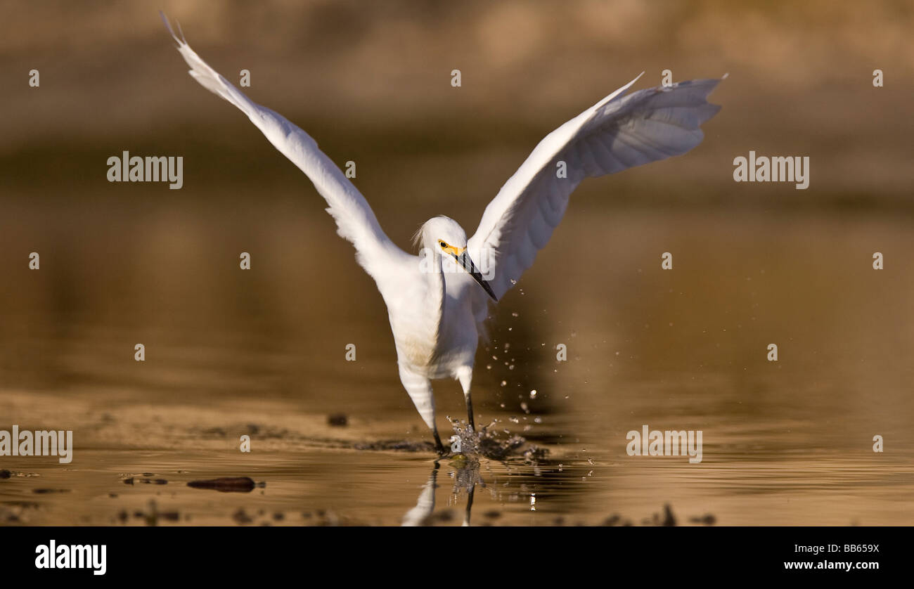 A white sea bird takes flight from a tide pool at a beach in Santa ...