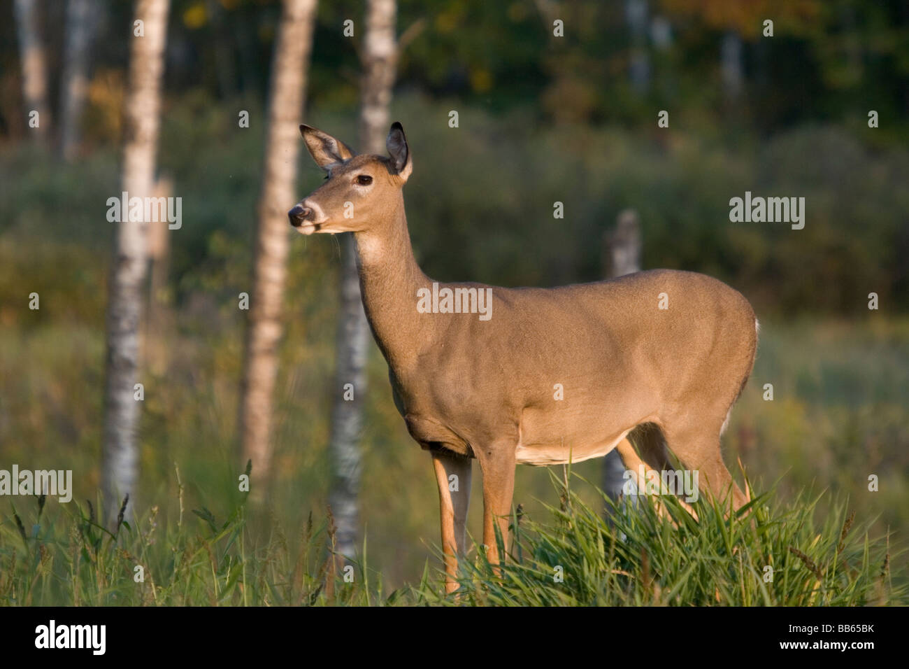 White tailed doe Stock Photo - Alamy