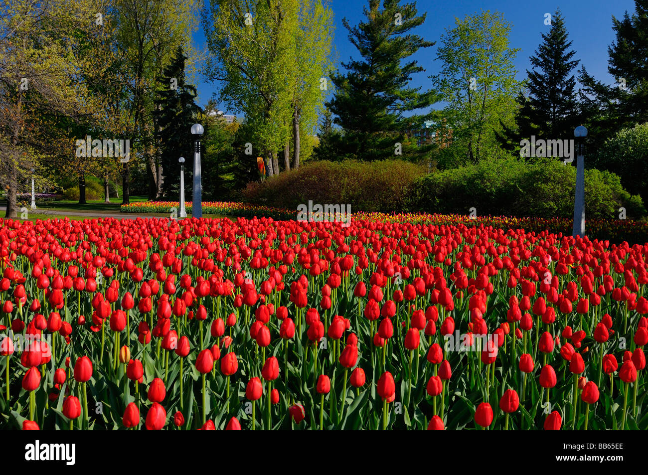 Canadian liberator hi-res stock photography and images - Alamy