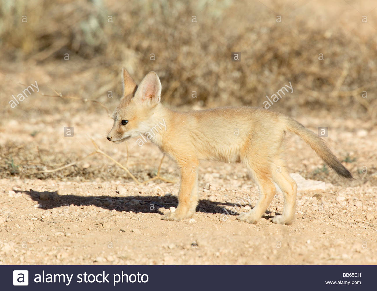 Vulpes Macrotis High Resolution Stock Photography And Images Alamy