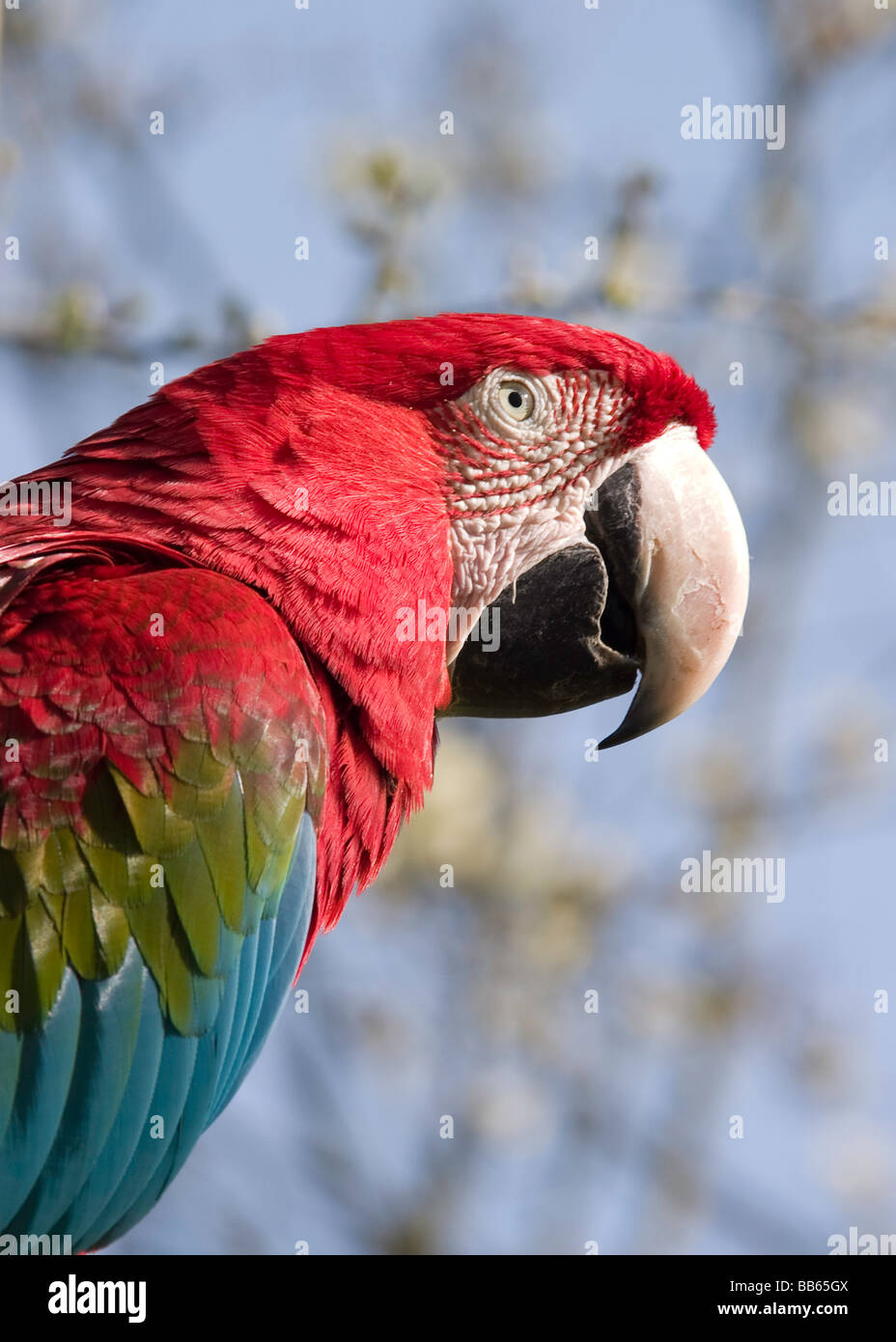 Scarlet macaws pictures hi-res stock photography and images - Alamy