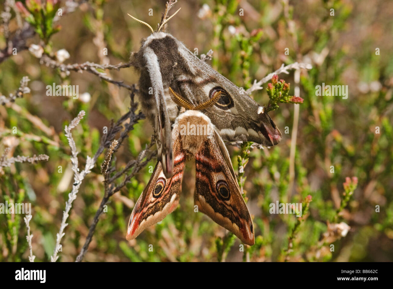 Pair of mating emperor moths Stock Photo - Alamy Pair of mating emperor moths Stock Photo - Alamy