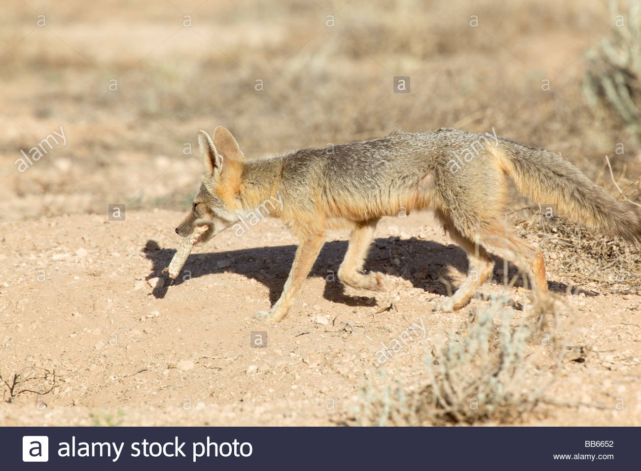 Fox Snake Stock Photos & Fox Snake Stock Images - Alamy