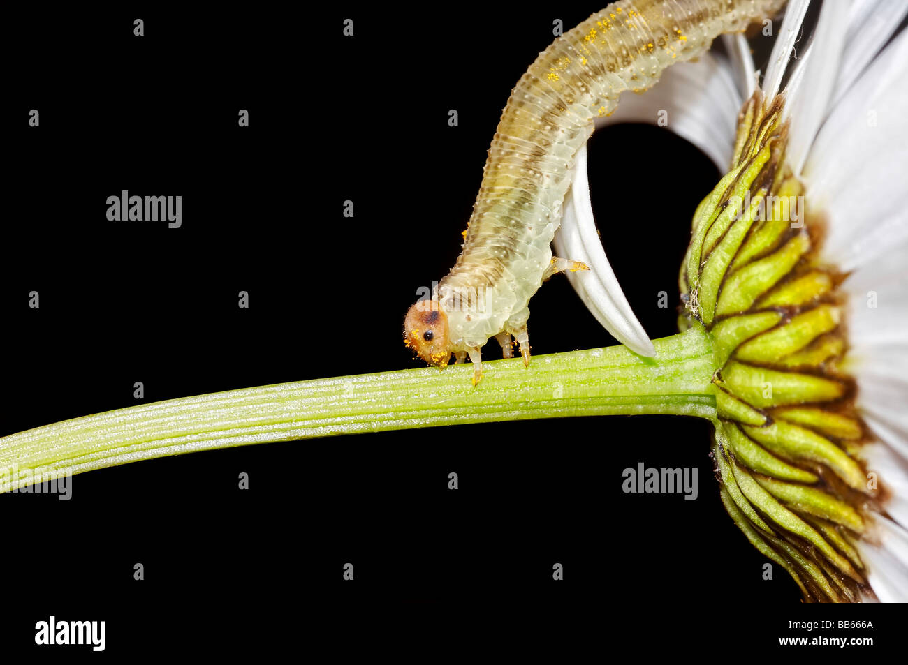 caterpillar eating the petals of daisy - glluton Stock Photo - Alamy