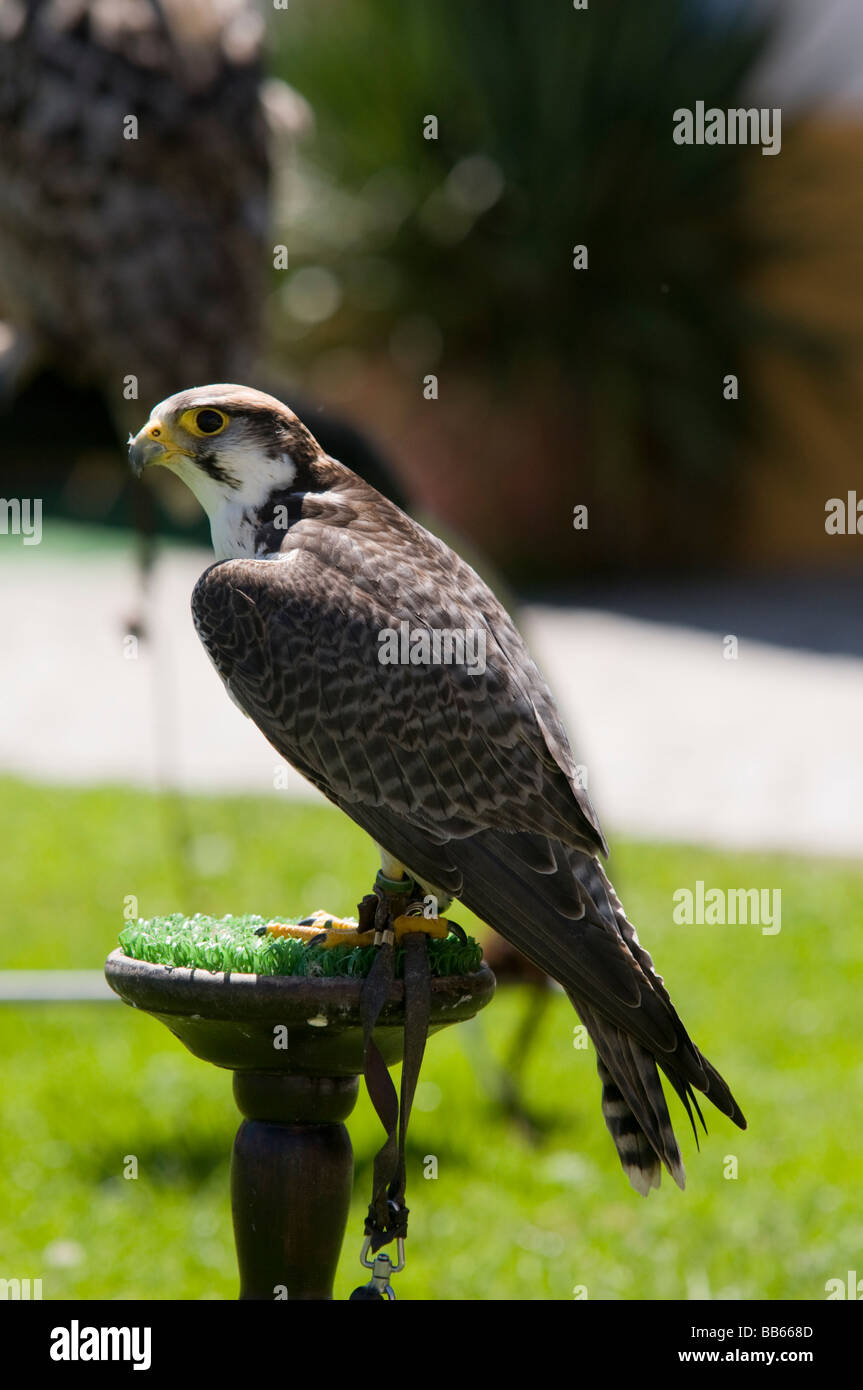 Peregrin Falcon (Falco peregrinus) in the Coudelaria de Alter falconry ...
