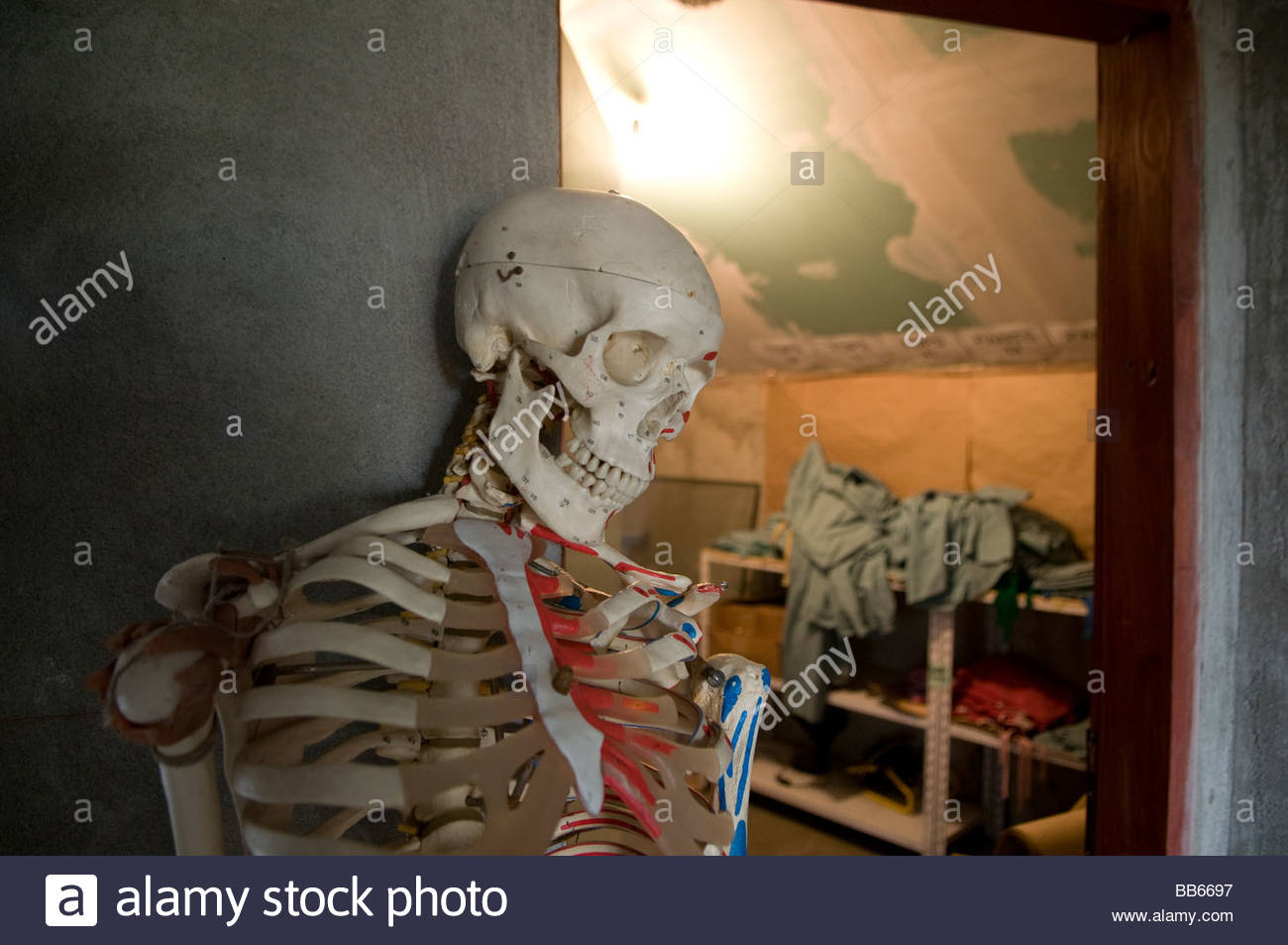 Skeleton Stock Photos & Skeleton Stock Images - Alamy