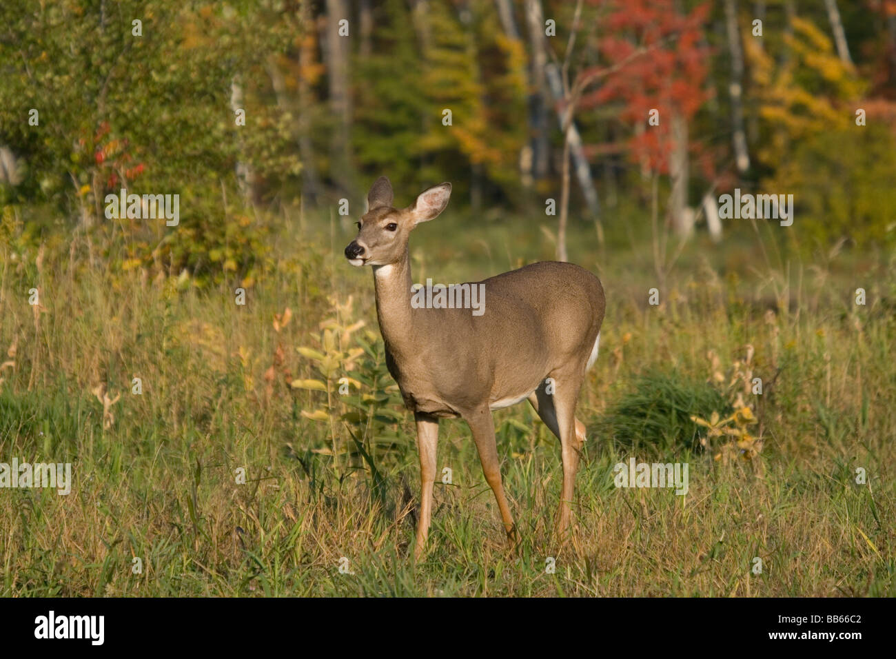 White-tailed doe in fall Stock Photo - Alamy
