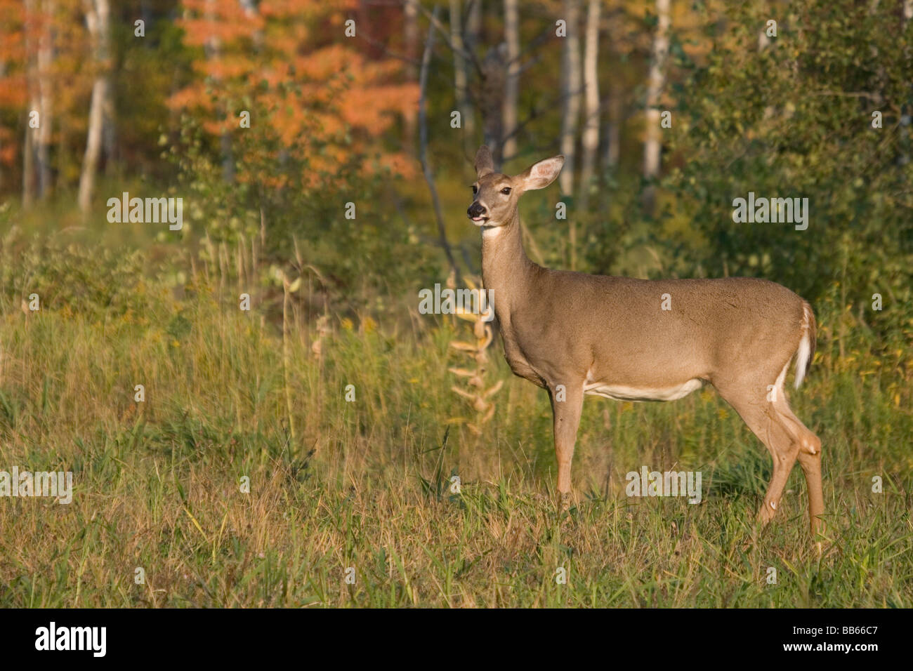 White-tailed doe in fall Stock Photo - Alamy