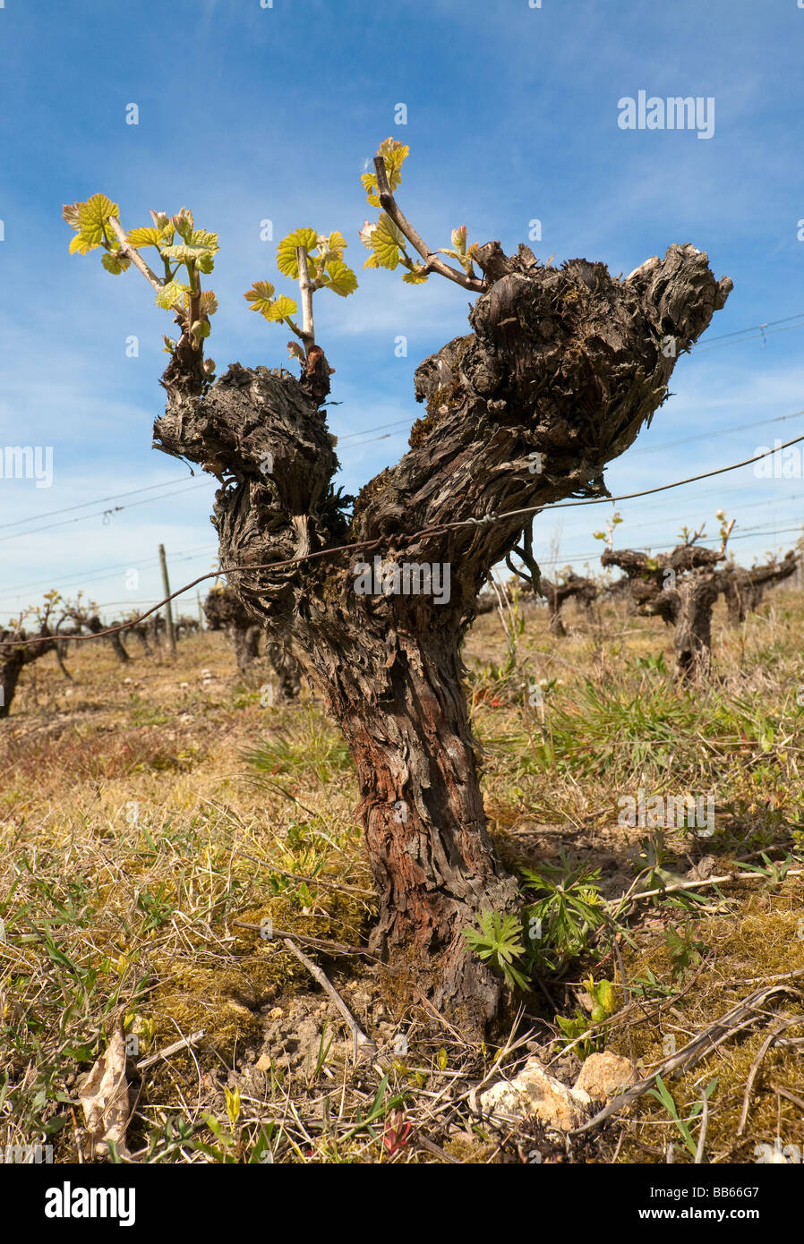 Old grape vine hi-res stock photography and images - Alamy