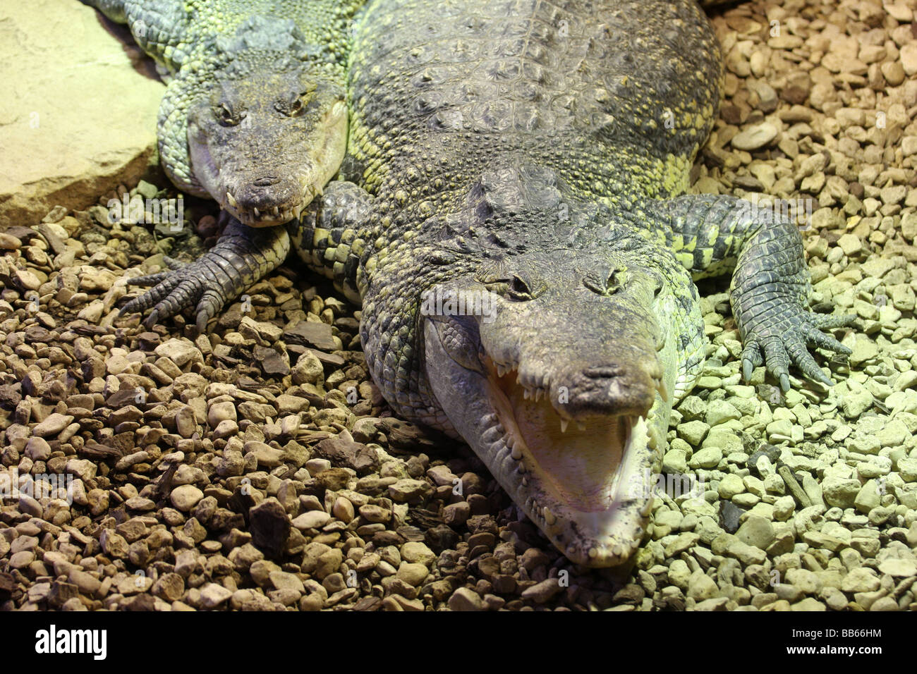 Crocodiles hi-res stock photography and images - Alamy