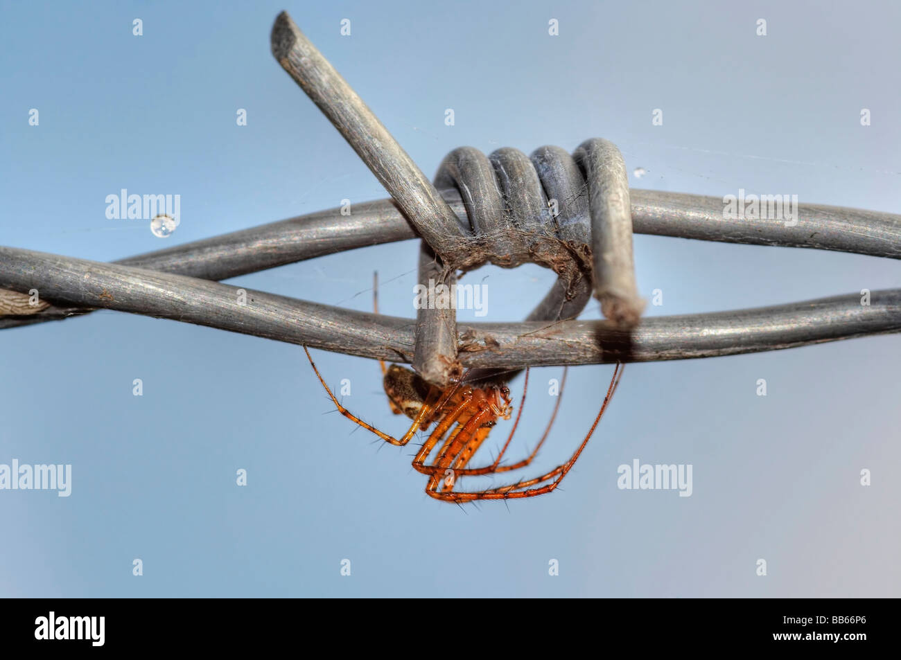 Barbed legs hi-res stock photography and images - Alamy