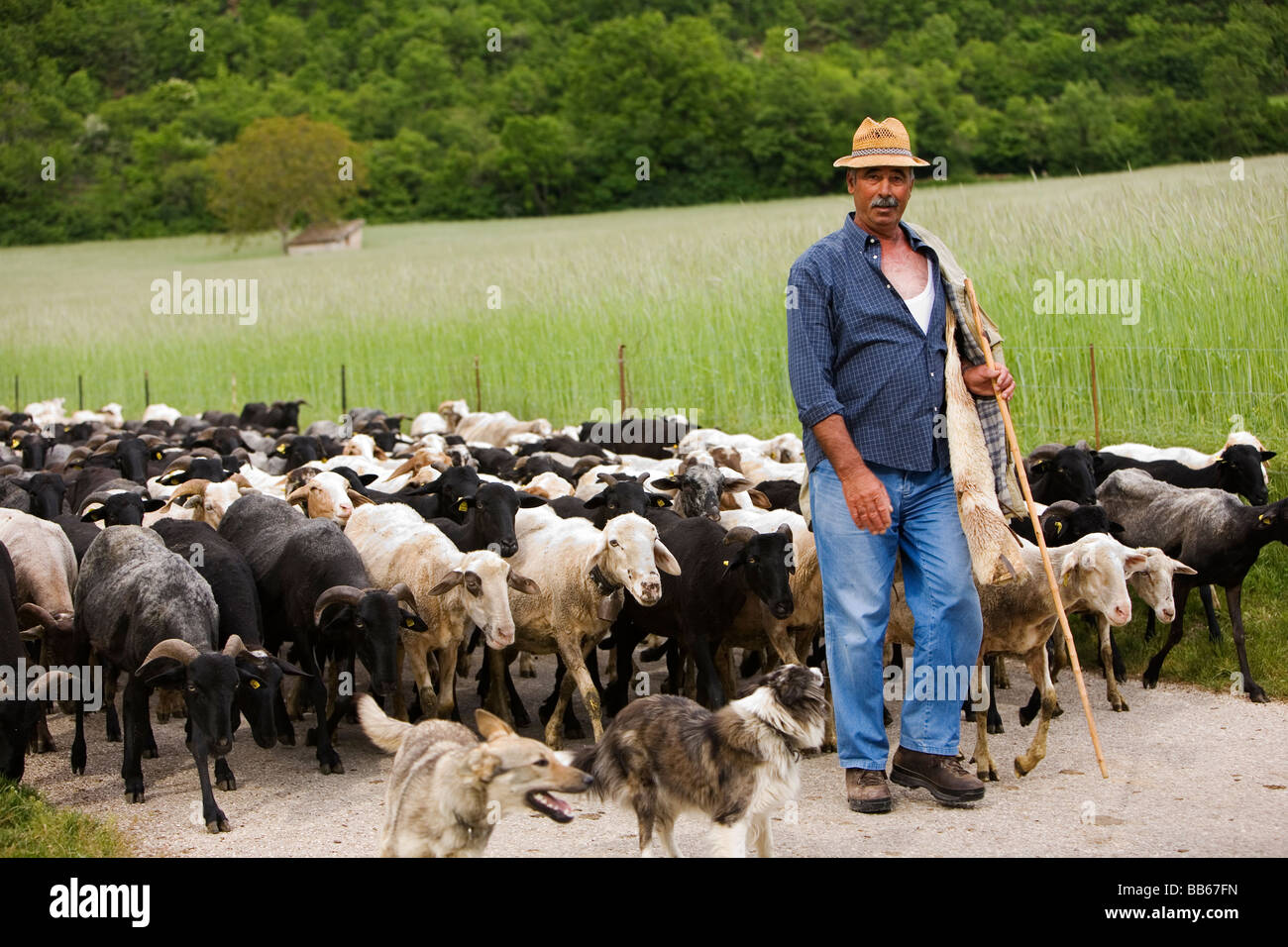 Shepherd bringing his flock of sheep down from the grazing land to be ...