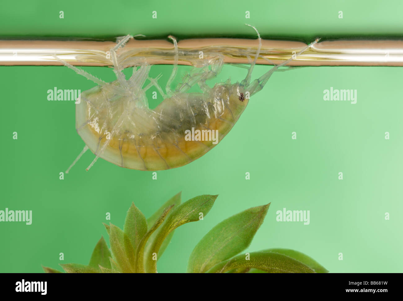 Fresh water Shrimp Gammarus Gammarus Stock Photo - Alamy